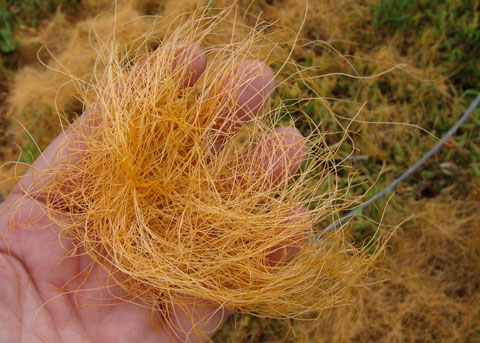 Saltmarsh Dodder, Cuscuta pacifica